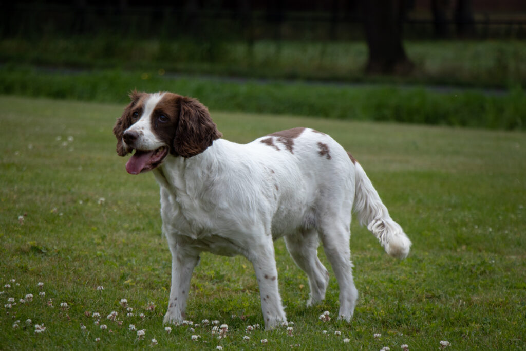 Onze honden – From the Hunting Farm